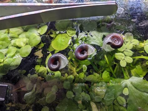 Clearish Shell Adult Ramshorn Snails Raquaticsnails Clearish Shell Adult Ramshorn Snails Raquaticsnails