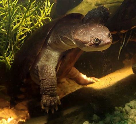 African Sideneck Turtle Care Guide