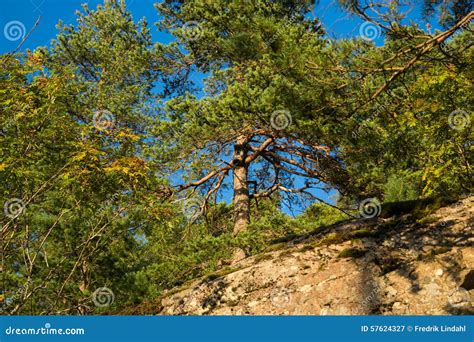 Nesting Box In Tree Stock Image Image Of Green Nesting