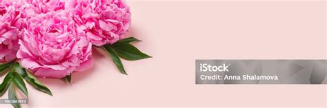 Banner With Texture Of Pink Delicate Peonies Romantic Background With