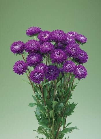 Aster Optimo Deep Purple Seed