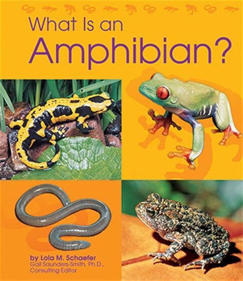 What Do Amphibians Look Like