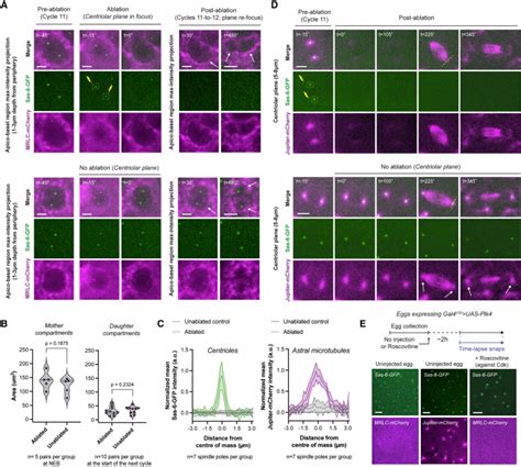 Cytoplasmic Division Cycles Without The Nucleus And Mitotic Cdk Cyclin Complexes Cell