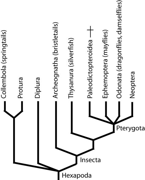 Hexapod Phylogeny Taken From Tree Of Life
