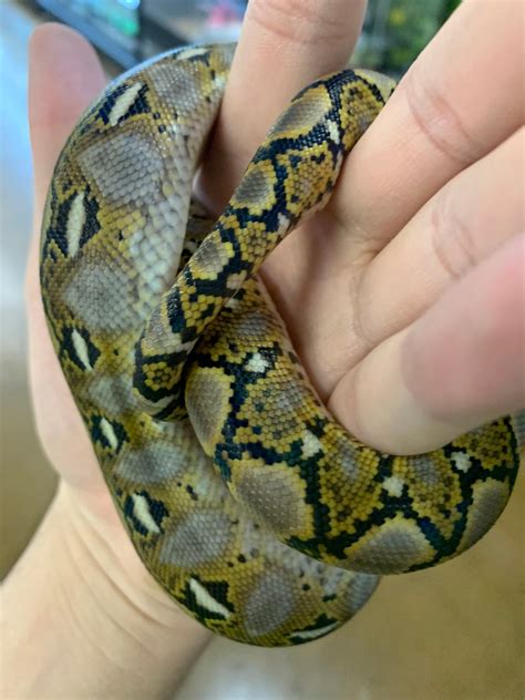 Reach Out Reptiles Super Dwarf Wildtype Reticulated Python By Cnb Reptile Morphmarket