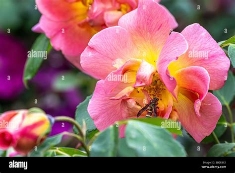 A Pollinating Paper Wasp On A Colorful Rose At The Atlanta Botanical Garden In Midtown Atlanta