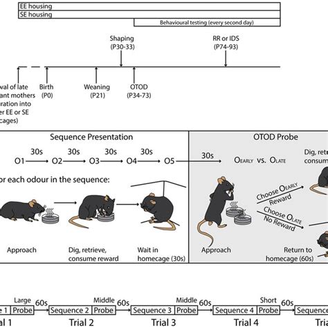 Experimental Timeline And Task Structure A Timeline Illustrating