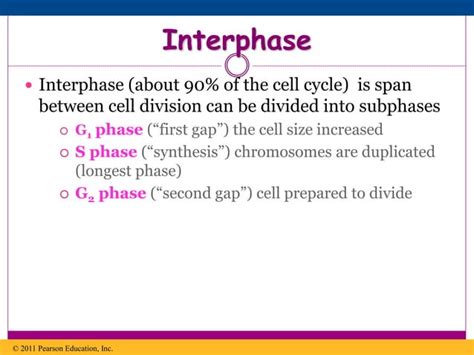 cell cycle and control checkpoints throght cyclin cdk complex ppt