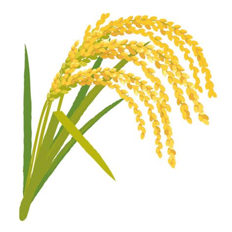 쌀겨 일러스트 스톡 사진 및 일러스트 Istock