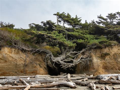 The Tree Of LifeKalaloch Sequim Daily Photo