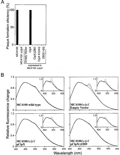 The Importance Of Zbd For Clpx In Vivo Function A Mc4100 Clpx Kan R Download Scientific