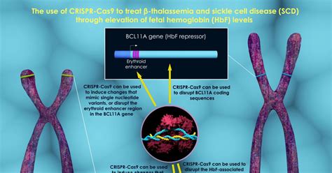 Crispr Gene Editing Shows Promise For Sickle Cell Disease Engadget