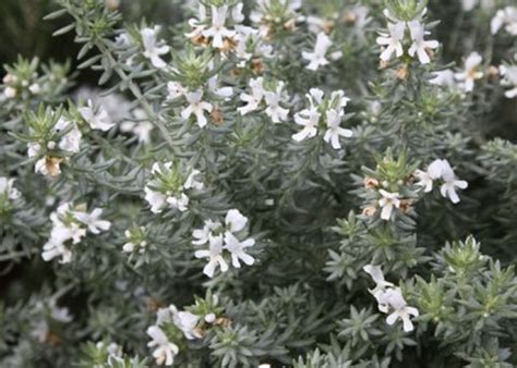 Westringia Fruticosa — Plant Wholesale Floraccess