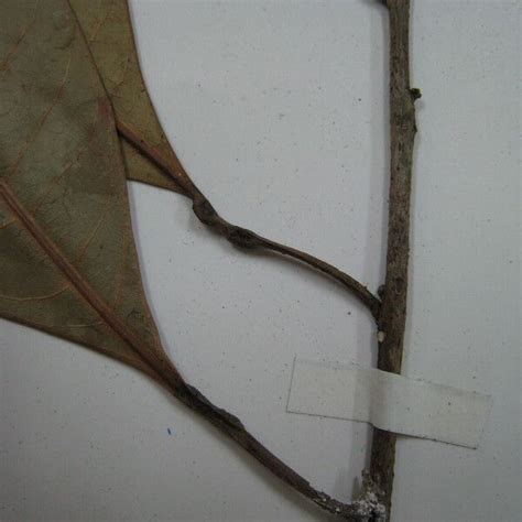 White Breu Protium Occultum Plant Care And How To Grow Water