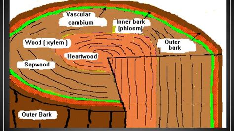 Lecture 5 Tree Anatomy And Physiology Part 1 Video Anatomy And