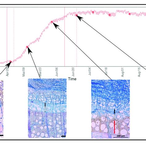 Devx Image Composition For The Beech Example In The Top Diagram The