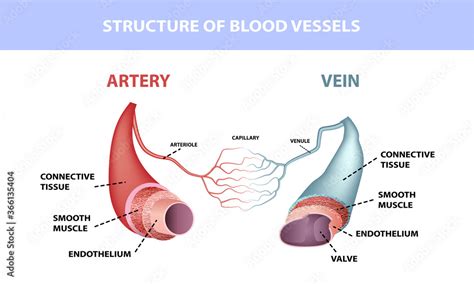 Healthy Artery And Vein Anatomy Layers Of Arteries And Veins Medical