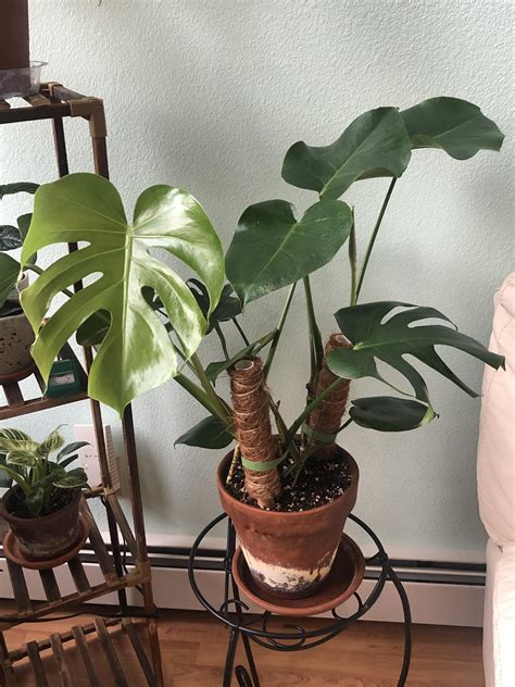 Roots On Coco Coir Poles Rmonstera