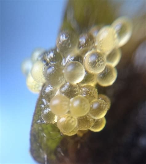 メダカの卵春撮り by mintmama ID6285624 写真共有サイト PHOTOHITO