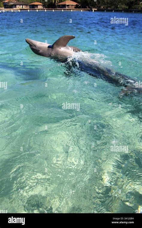 A Bottlenase Dolphin Binamial Name Tursiops Truncatus Scientific Classification Kingdom