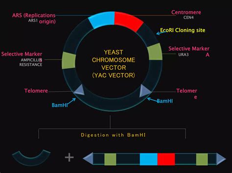 Biotechnology Yeast Artificial Chromosome Cloning Vector Pptx Genetics Science