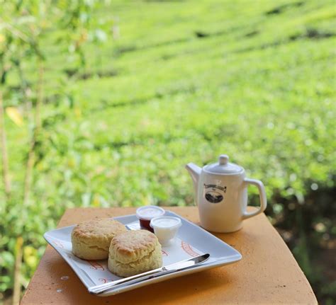 초록의 생명력 말레이시아 카메론 하이랜드 두피디아 여행기