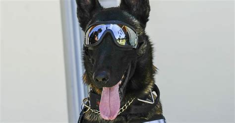 Dayco Amanda Apolo Zeus Y Maly Los Perros Que Salvaguardan Las