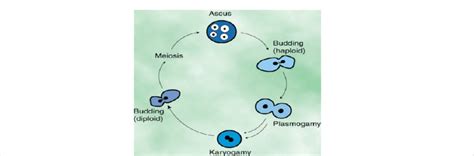 Budding Yeast Ascus