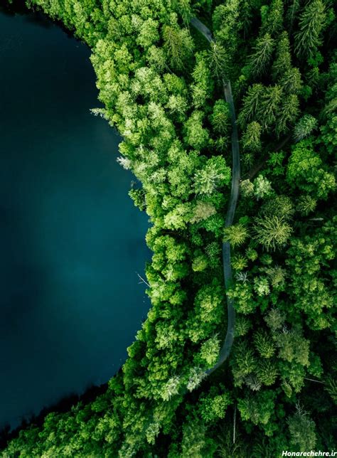 19 عکس از جنگل زیبا که شما را شگفت زده می کند