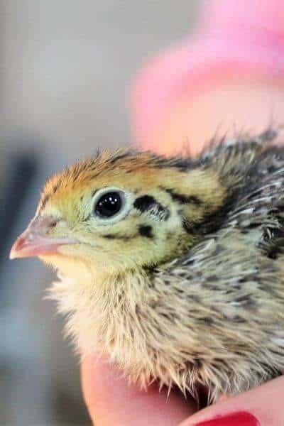 Raising Quail How To Raise Healthy Quail And Avoid Catastrophe
