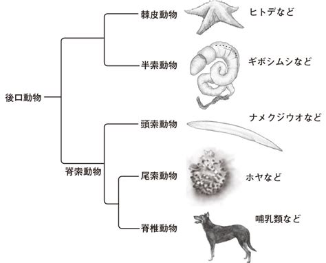 第6章 脊椎動物の脳の誕生前夜︱ギボシムシ、ホヤ、ナメクジウオの脳 一色出版