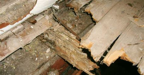 Surveying Property Dry Rot An ‘intelligent Fungus Requiring