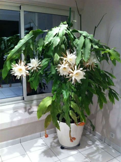 Epiphyllum Oxypetalum Queen Of The Night Artofit