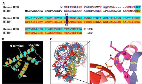 Expasy Alignment Dna At Patricia Buskirk Blog