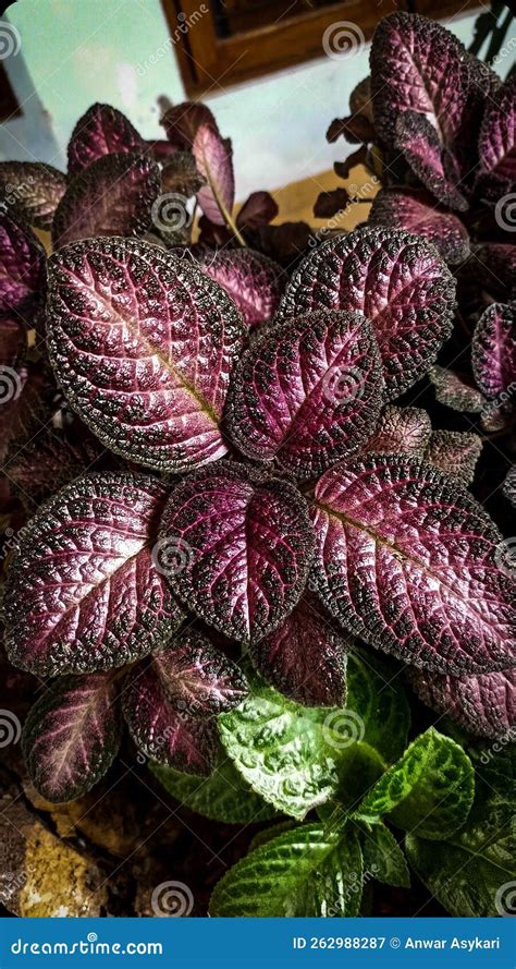 The Leaf Pattern And Colors Are Beautifull And Attractive Stock Image