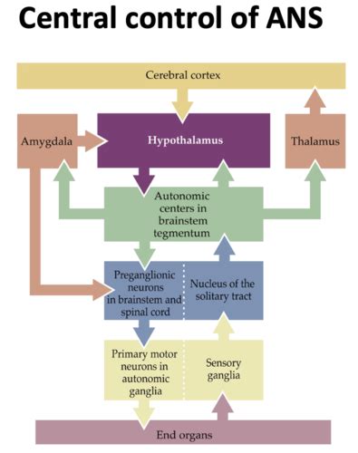 Neuro 2000 Autonomic Nervous System And Diffuse Modulatory Systems Intro And Ans Anatomy