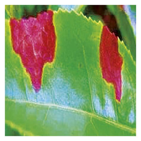 Sample Augmented Images From The Plant Leaf Disease Dataset Download Scientific Diagram