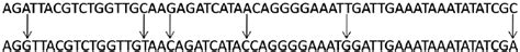 Creation Of Mutated Sequences Example Of The Of Mutation Bases Download Scientific