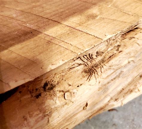 Imprint Of An Insect I Found After Removing Bark From A Wood Slab R Mildlyinteresting