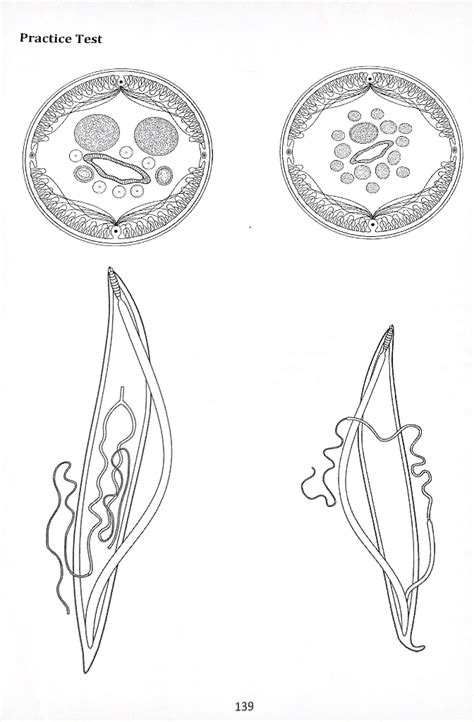 Phylum Nematoda Diagram Quizlet Phylum Nematoda Diagram Quizlet