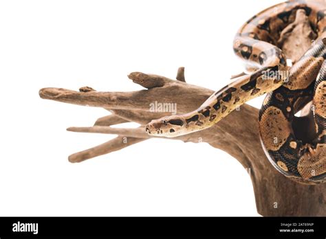 Selective Focus Of Python On Wooden Snag Isolated On White Stock Photo Alamy