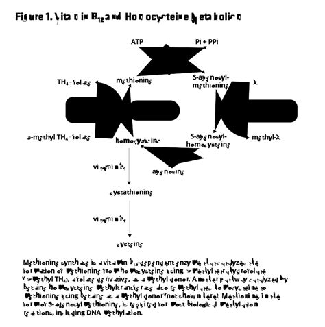 B12 Pathway