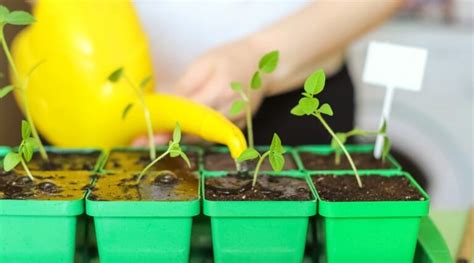 Seedling Myths To Stop Believing