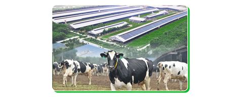 Vinamilk cùng nông dân hồi sinh những vùng đất nghèo Tuổi Trẻ Online