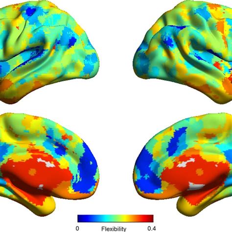 Spatial Distribution Of The Voxel‐wise Flexibility Coefficient