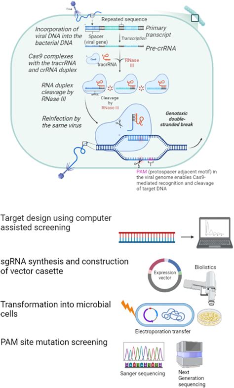 Schematic Depiction Of The Application Of Crisprcas9 A Genome Editing