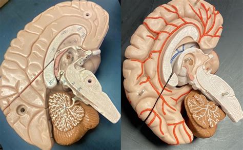 Brain Pt 1 Diagram Quizlet