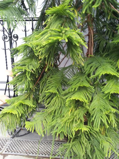 Хвойное дерево