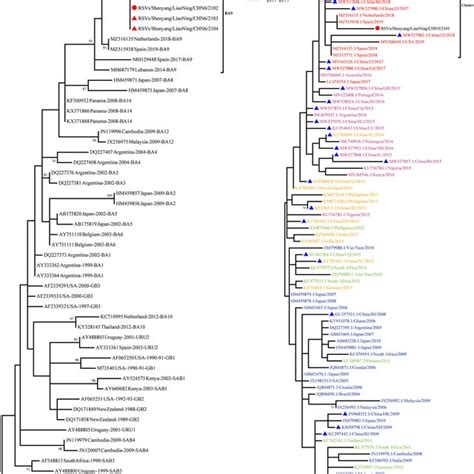 Maximum Likelihood Phylogenetic Tree Of The Entire Coding Region Download Scientific Diagram