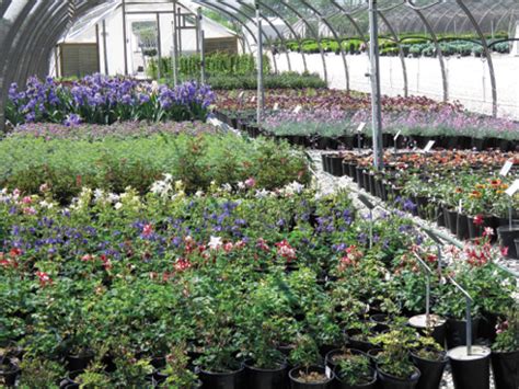 Conquer The Storm Nursery Management